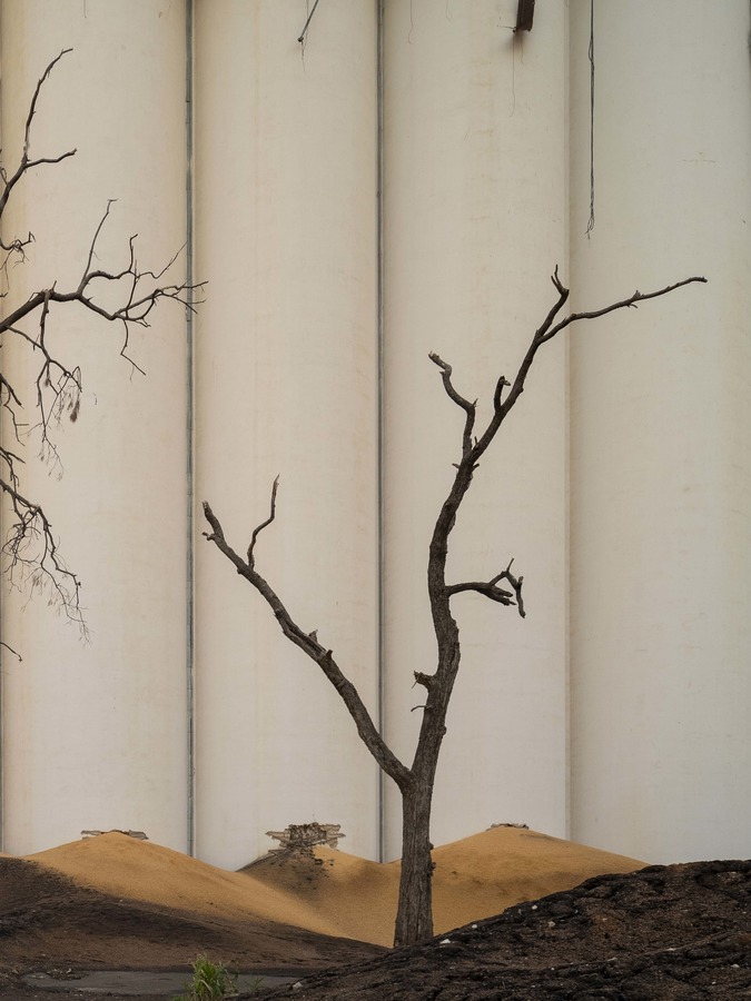 Discover The Dead Tree by Dia Mrad | Artscoops