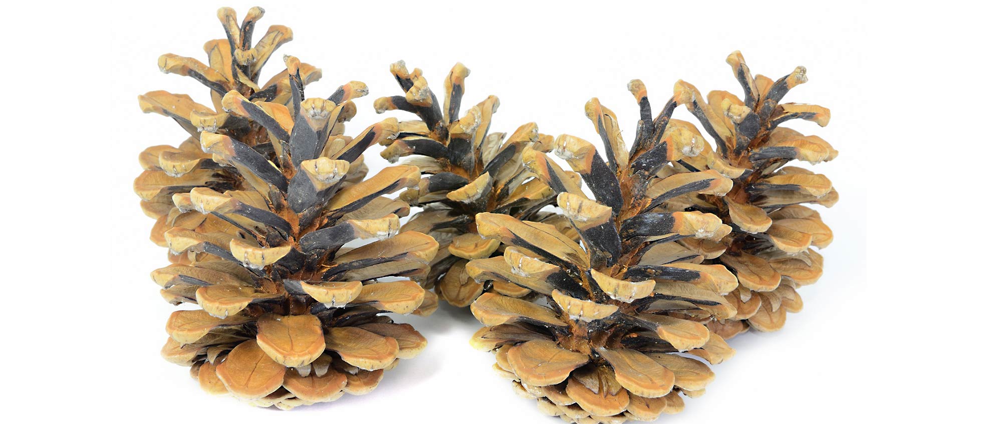 Produkte aus Arvenholz | Bestswiss