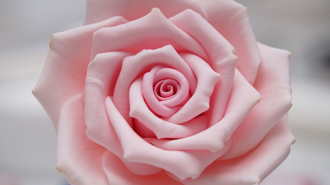 Angol rózsa - Budapest Torta Akadémia