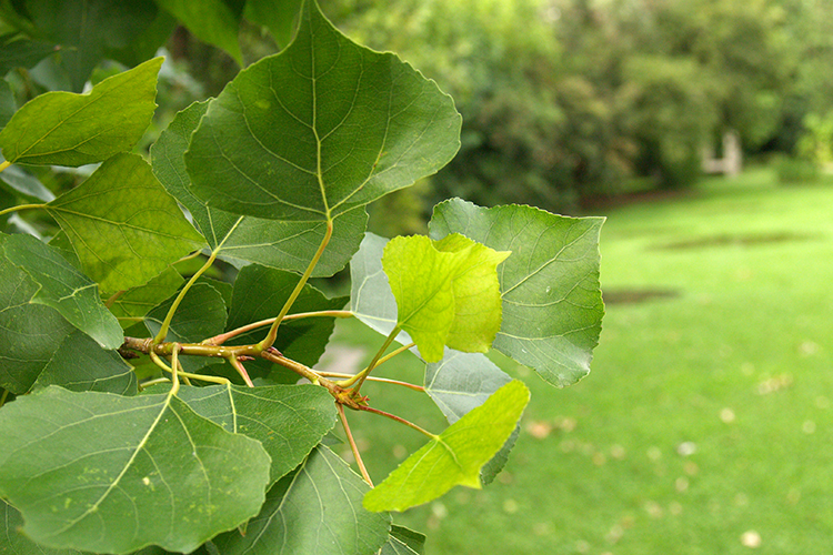 Choupo-negro - Jardim Gulbenkian