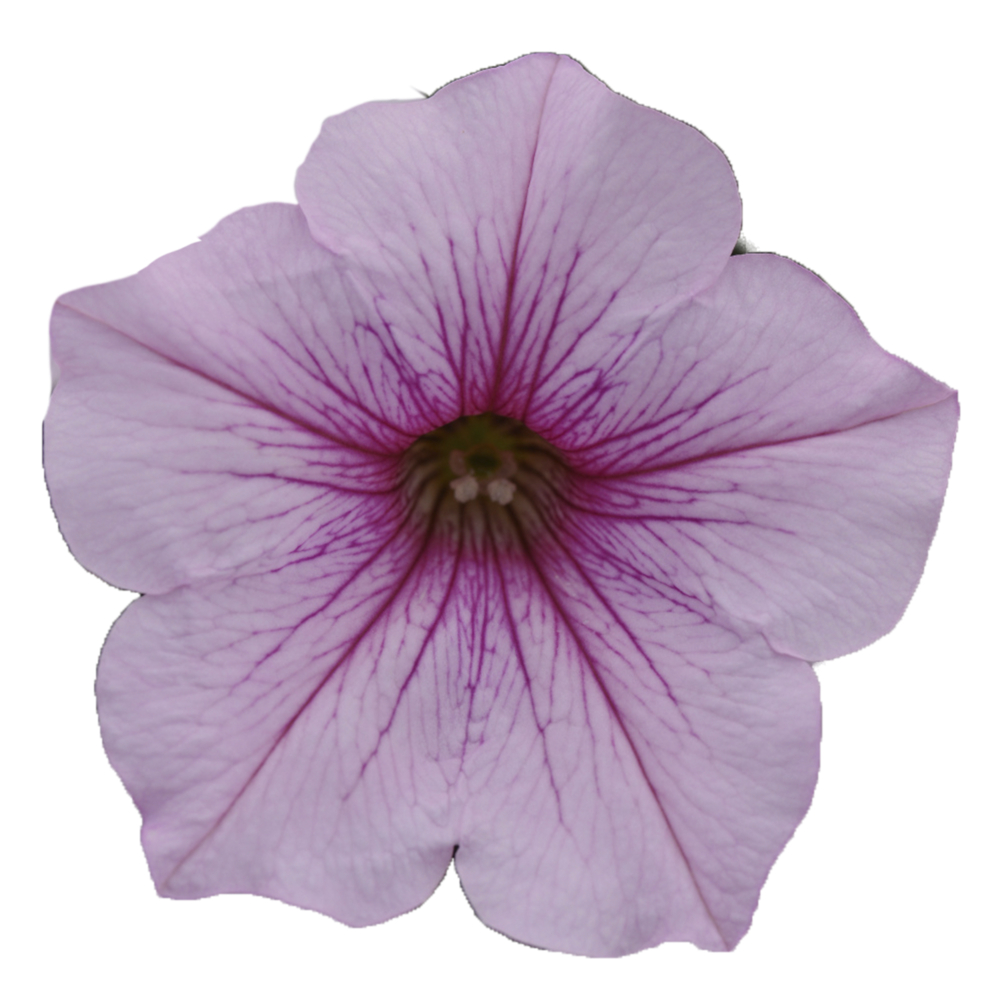 Pink Vein 2025 pink-vein-2025