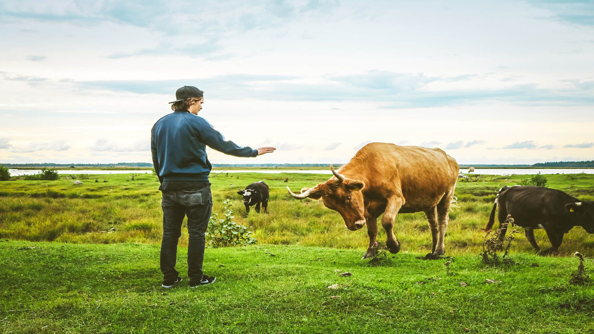 How the Ox is Represented in 10 Cultures and Languages | The Glossika Blog