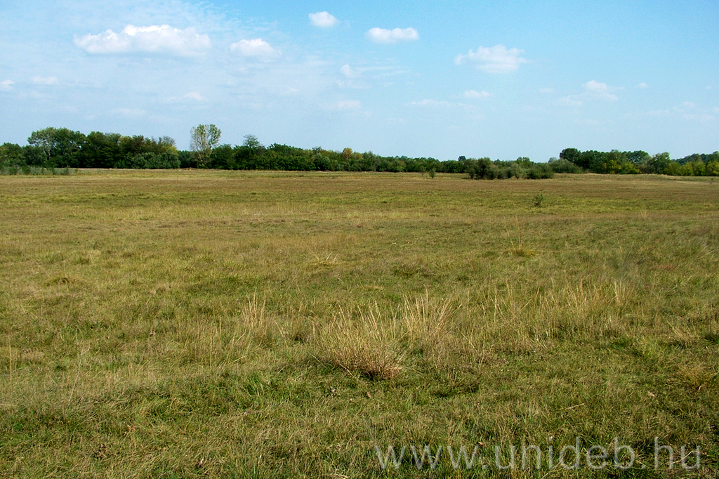 A gyepek helyreállításának titka - Greenfo