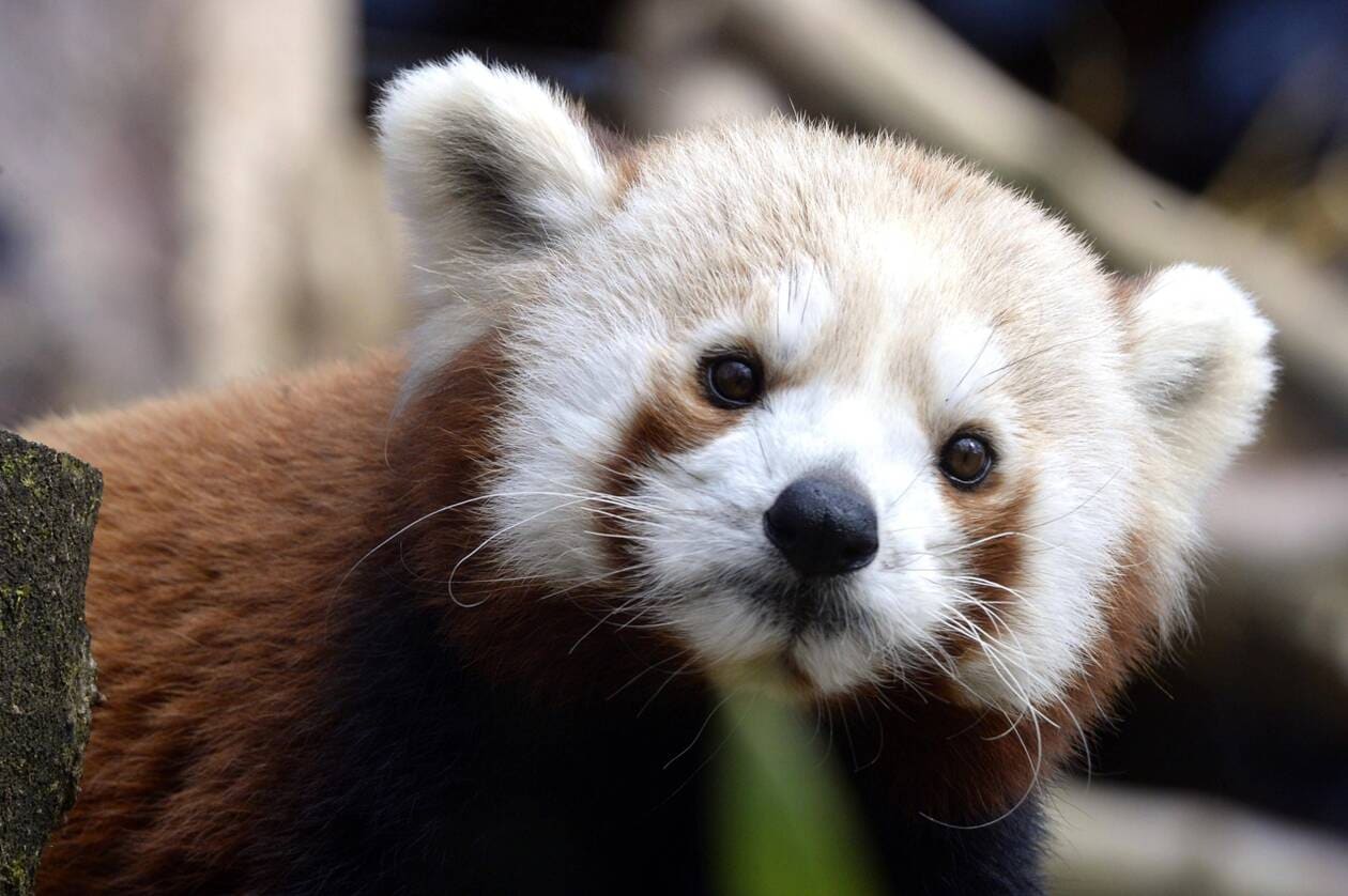 Környezetvédők megvettek egy állatkertet, és szabadon engedik lakóit ...