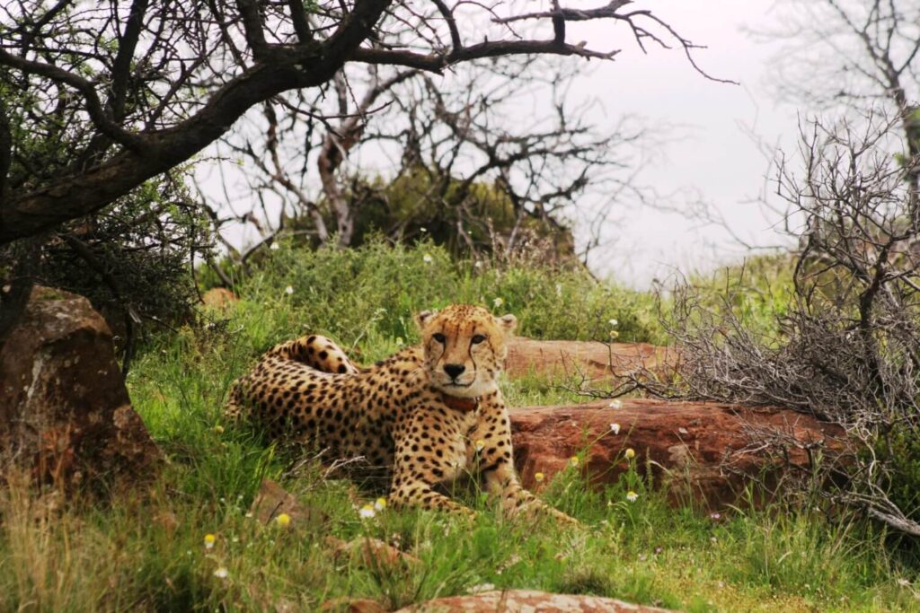Így térnek vissza a vadállatok Afrika szavannáira - Greenfo