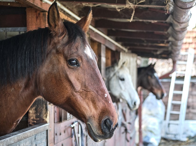 Lovak stressz-állapotának megfigyelése és mérése – Greenfo