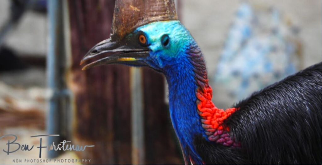 Sisakos kazuár kreditet tessék! Bárcsak a természet lenne olyan ...