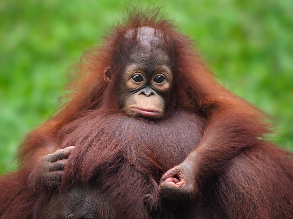 Négynapos orángutánbébit öltek meg feleslegesen a bázeli állatkertben ...