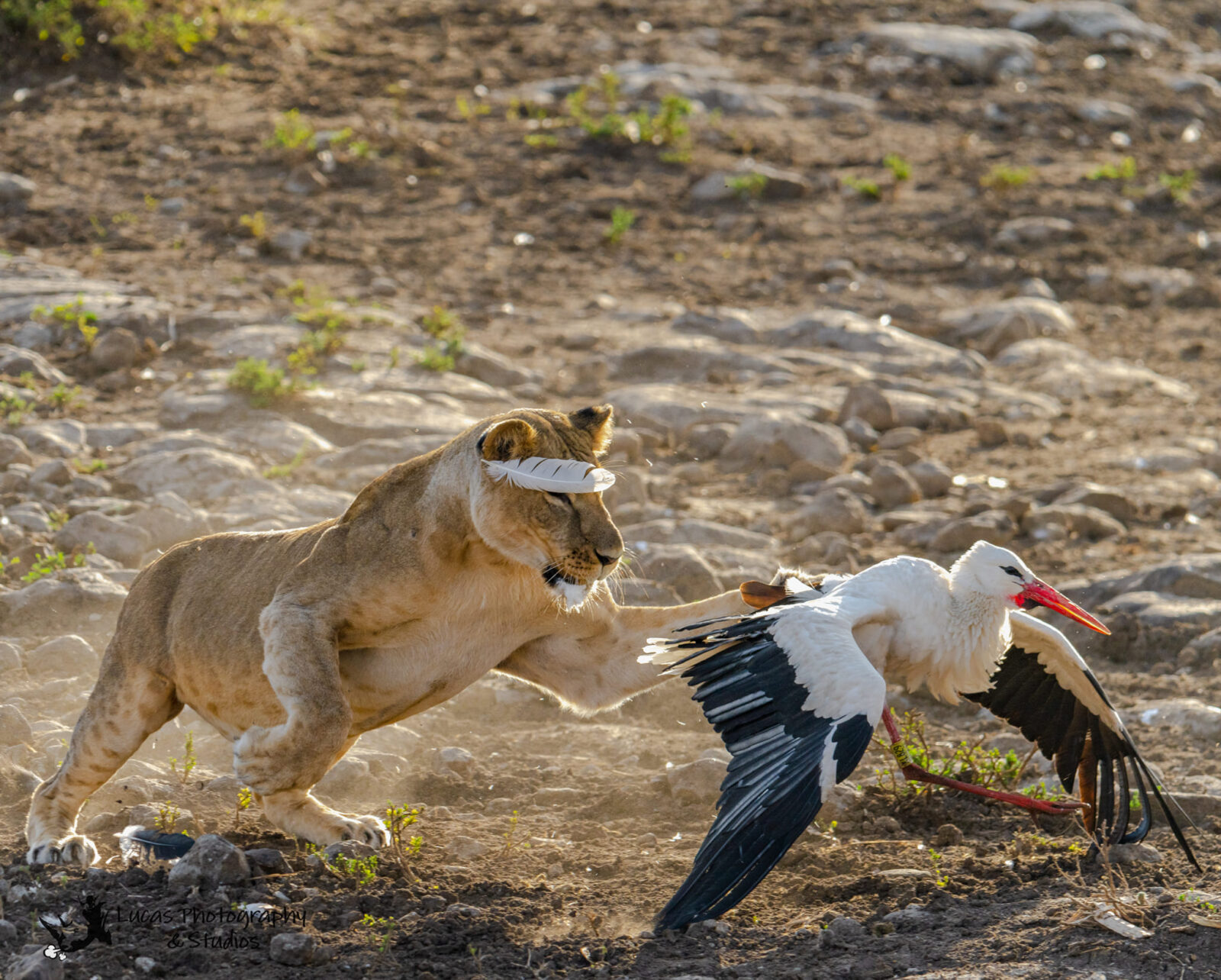 Ritka képeken a gólya és oroszlán találkozása – Greenfo