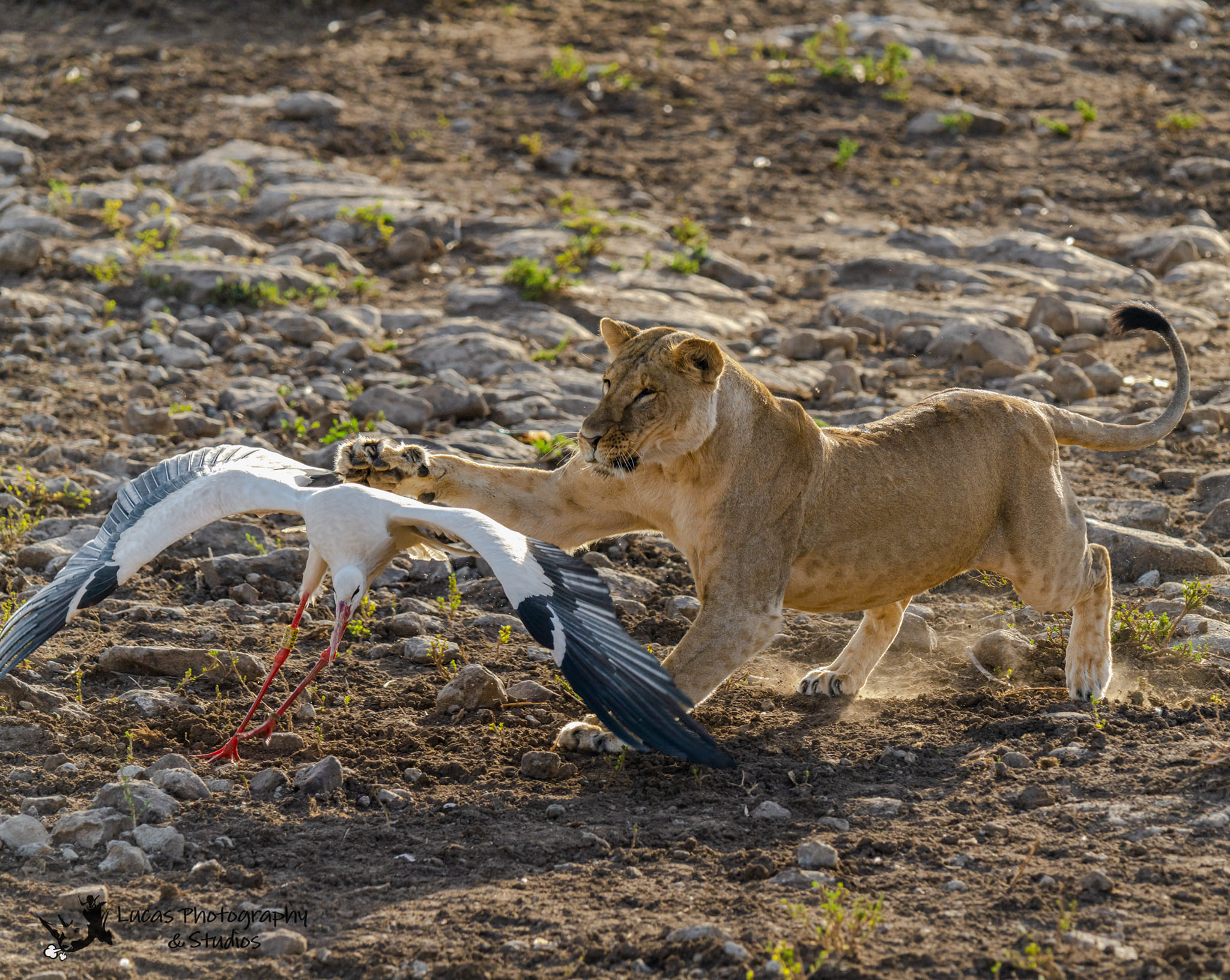 Ritka képeken a gólya és oroszlán találkozása – Greenfo