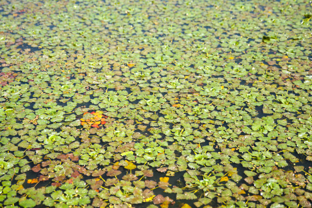 Kaszálják a sulymot a Tisza-tavon – Greenfo