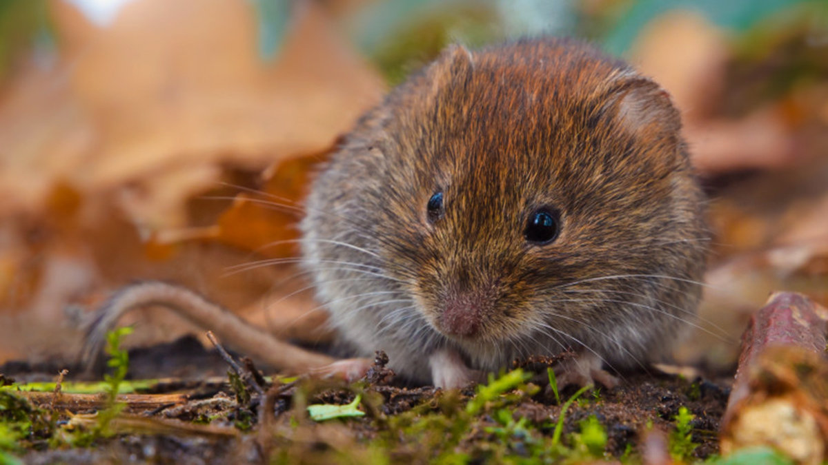 Magas kockázatot jelentene a mezei pockok elleni teljes felületkezelés ...