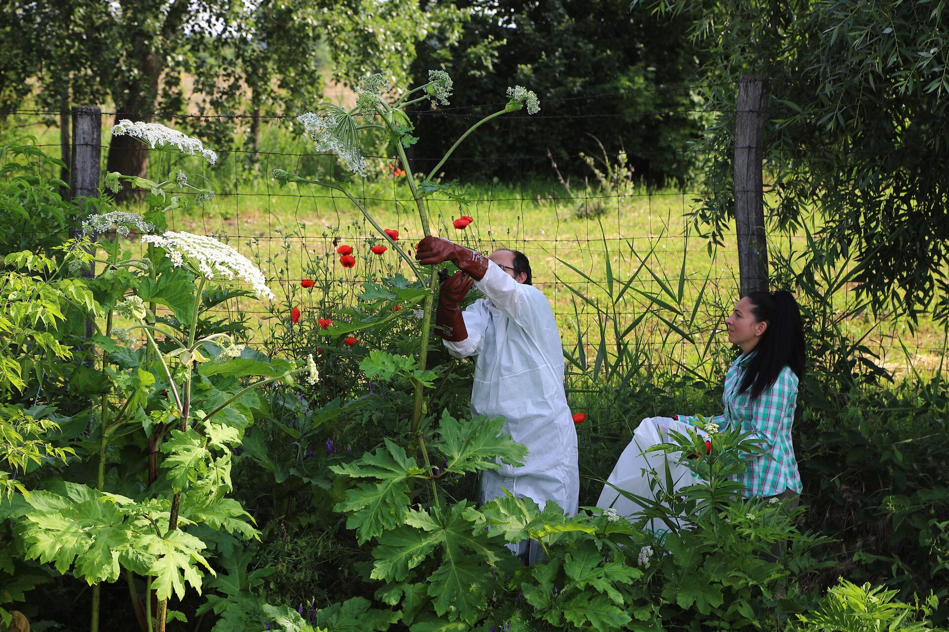 Szépség és szörnyeteg: az inváziós Szosznovkszkij-medvetalp elleni ...