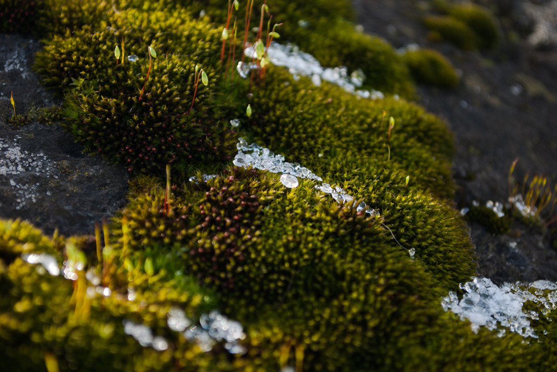 Ez az ősrégi moha lehet az utolsó mohikán – Greenfo