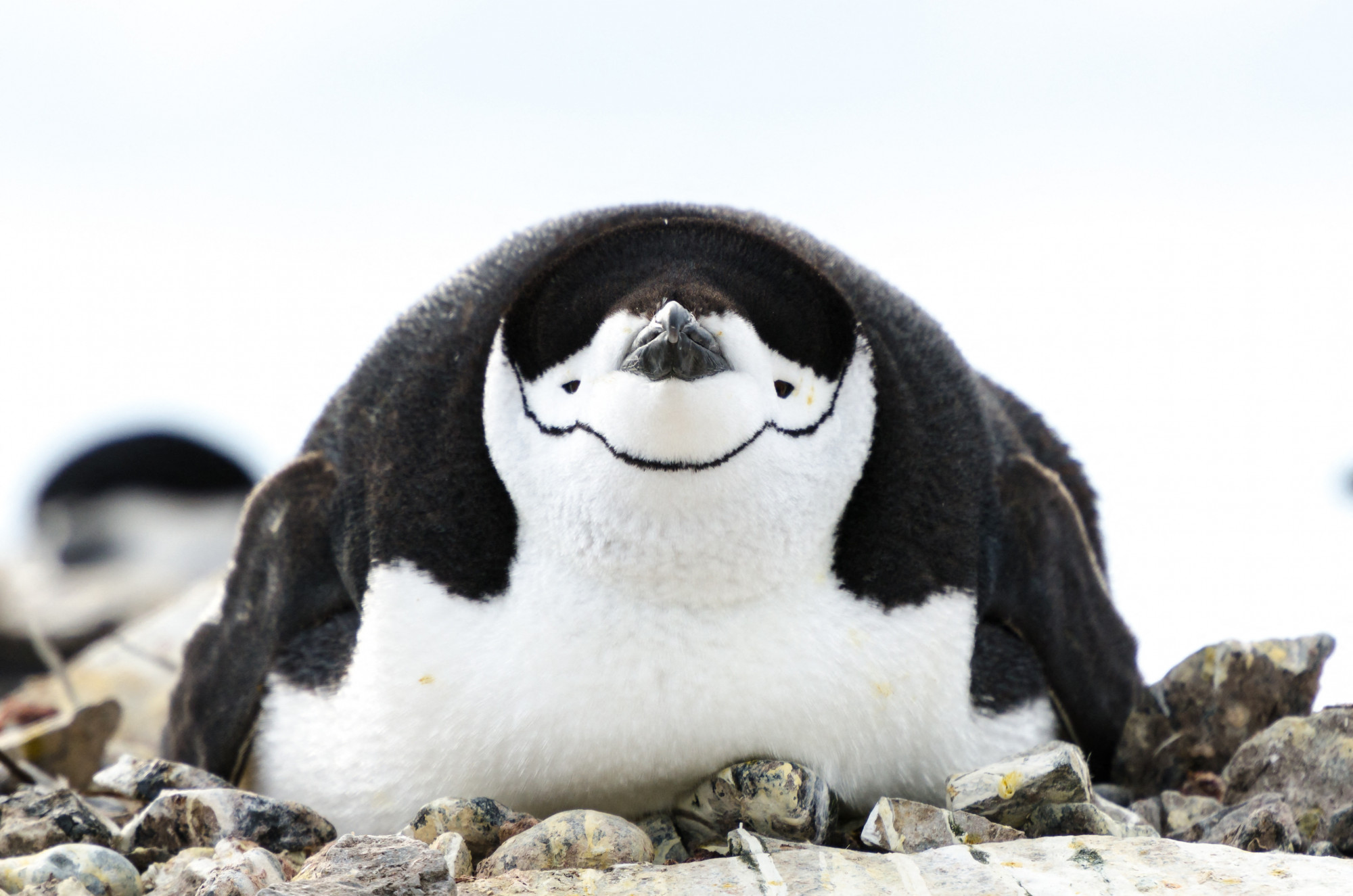 Pingvinrekord: óránként akár 600 mikroalvás – Greenfo