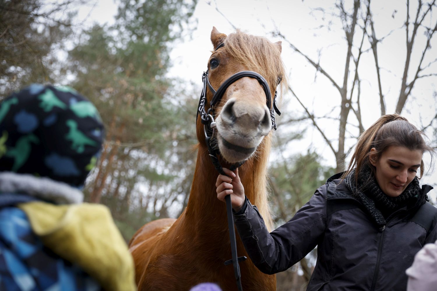 Nemzeti kincsünk és büszkeségünk a muraközi ló – Greenfo