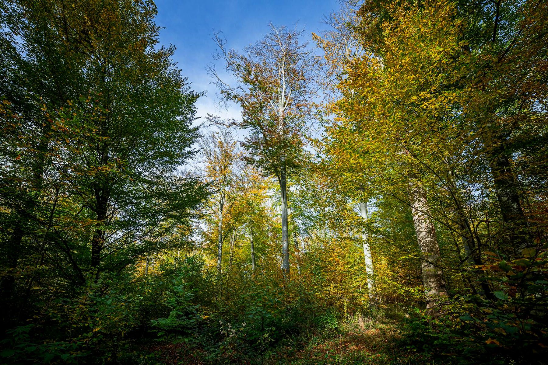 Erdőanya és Mexikó-puszta: a Pilisi Parkerdő mesés nevű mintaterületei ...
