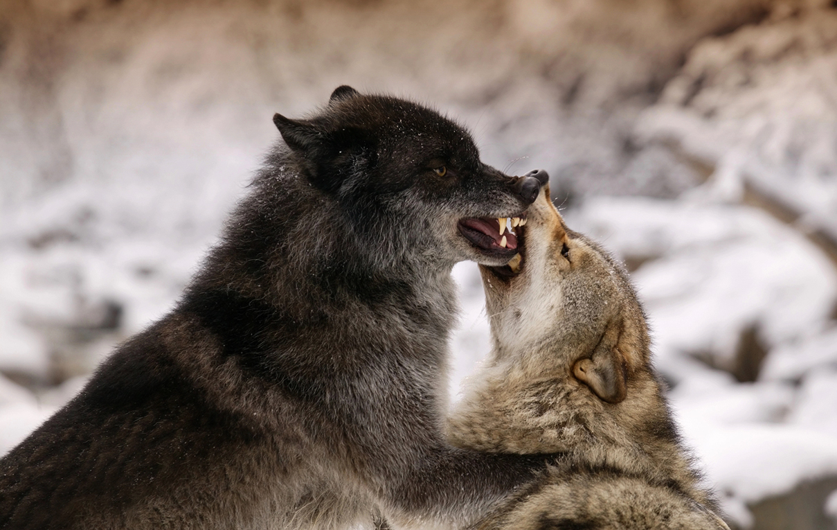 Farkasok tizedelik Erdélyben a kóbor kutyákat – Greenfo
