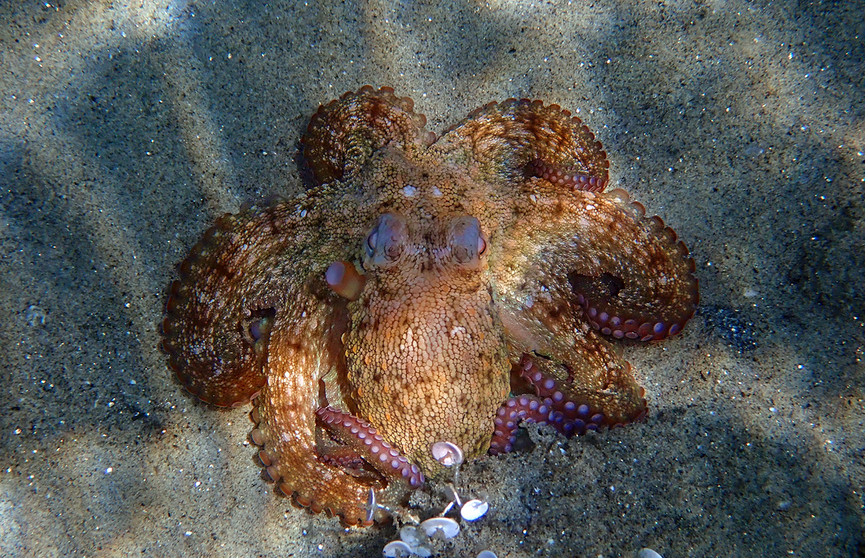 A melegedő óceánok rontják a polipok látását - Greenfo