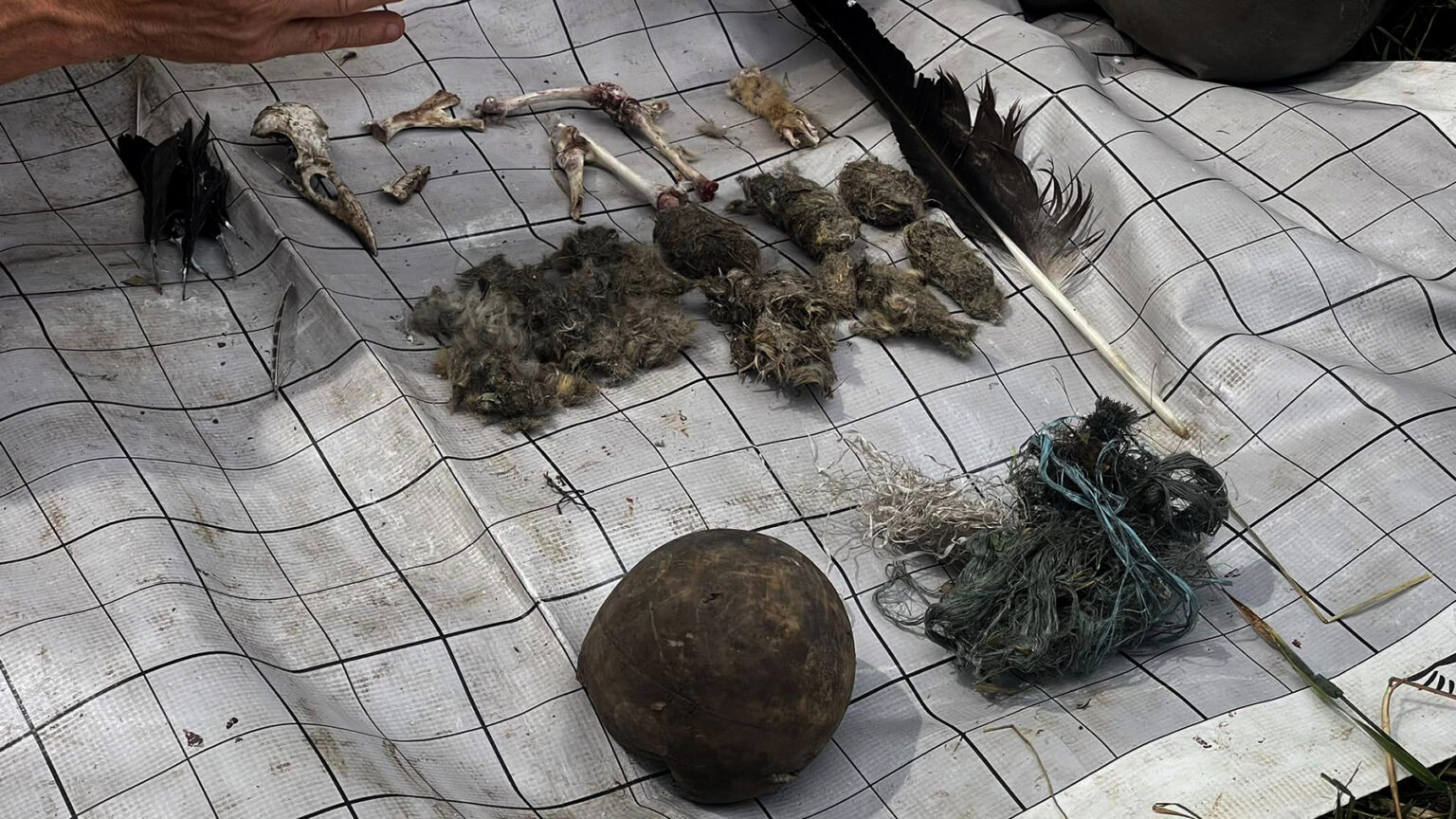 Mit keres egy gumilabda a parlagi sas fészekben? – Greenfo