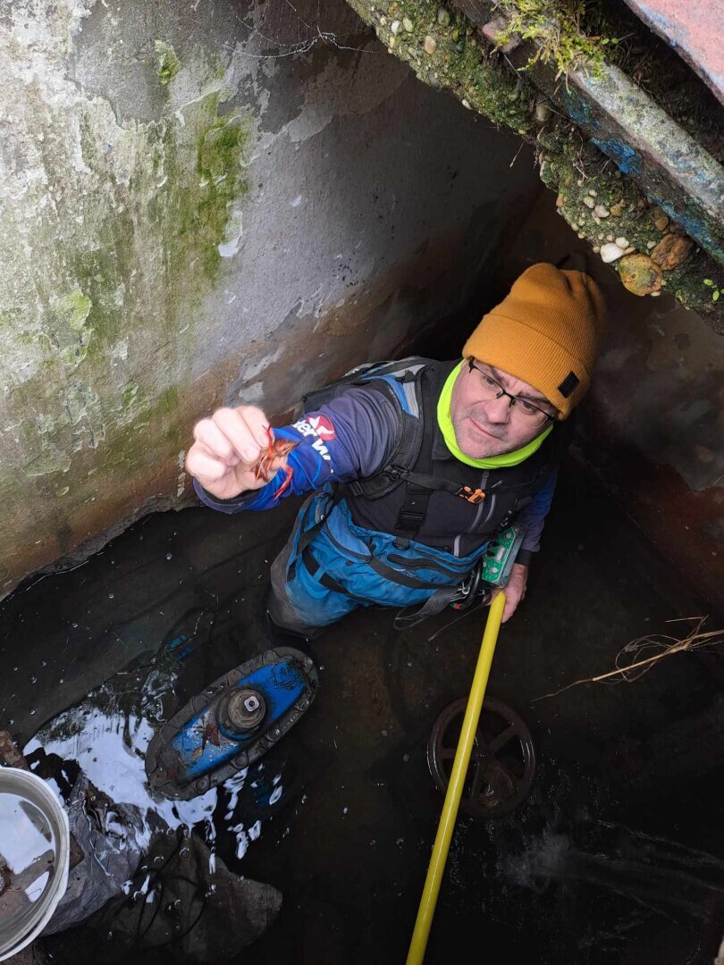 A vörös mocsárrák meghódítja a Balaton környékét – Greenfo