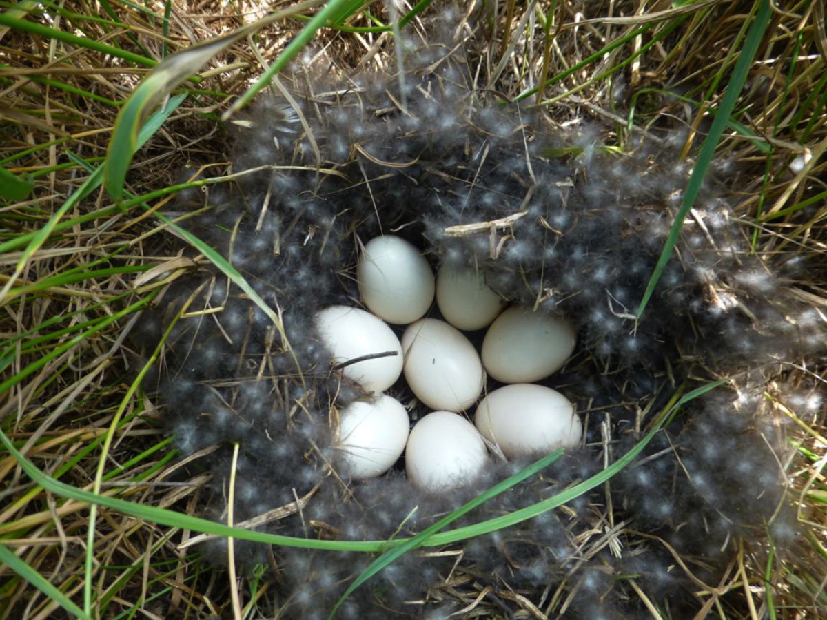 2025 év madara – a böjti réce – Greenfo