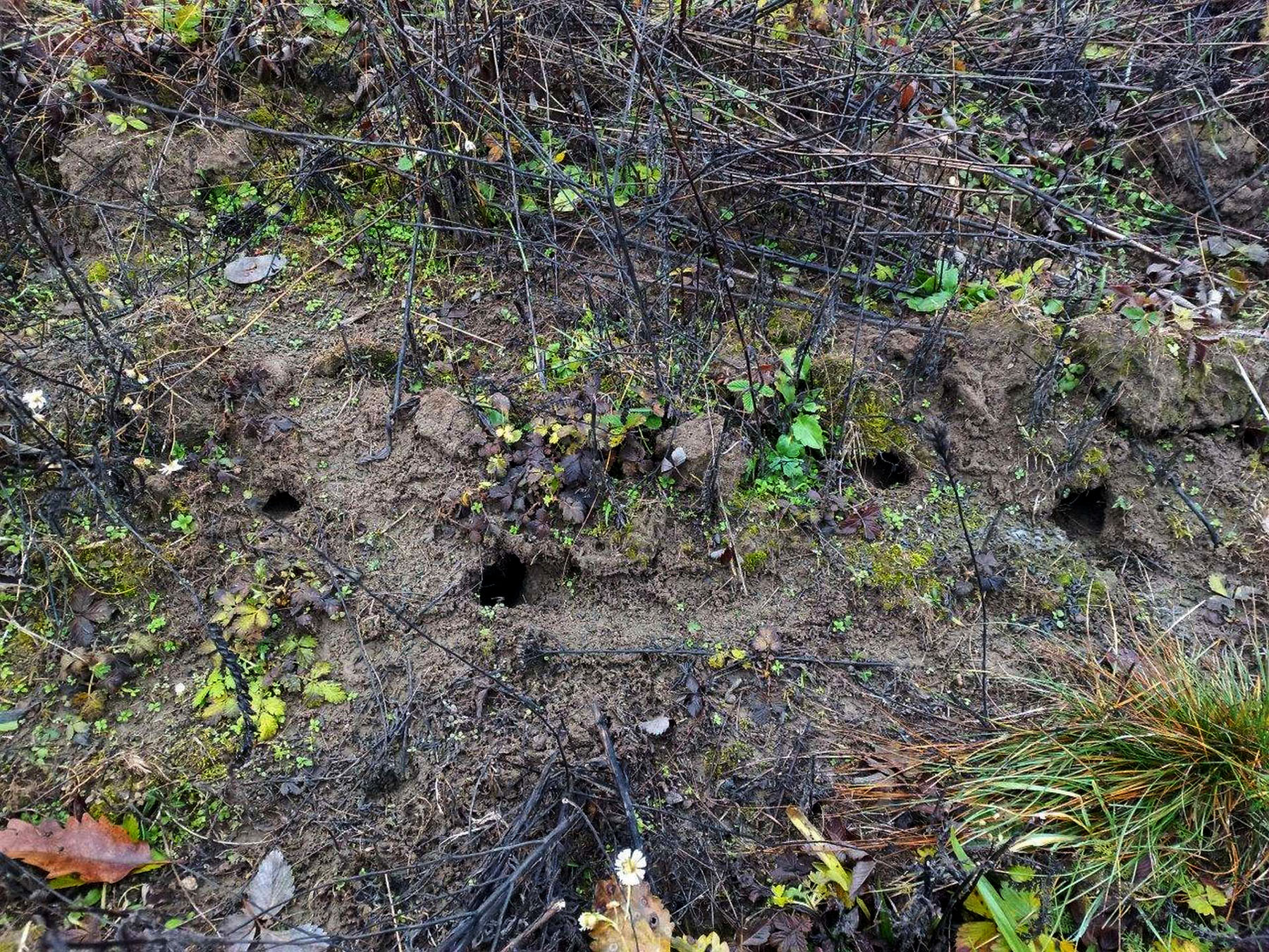 Ökológiai védekezés mezei pocok ellen a Pilisi Parkerdőnél – Greenfo