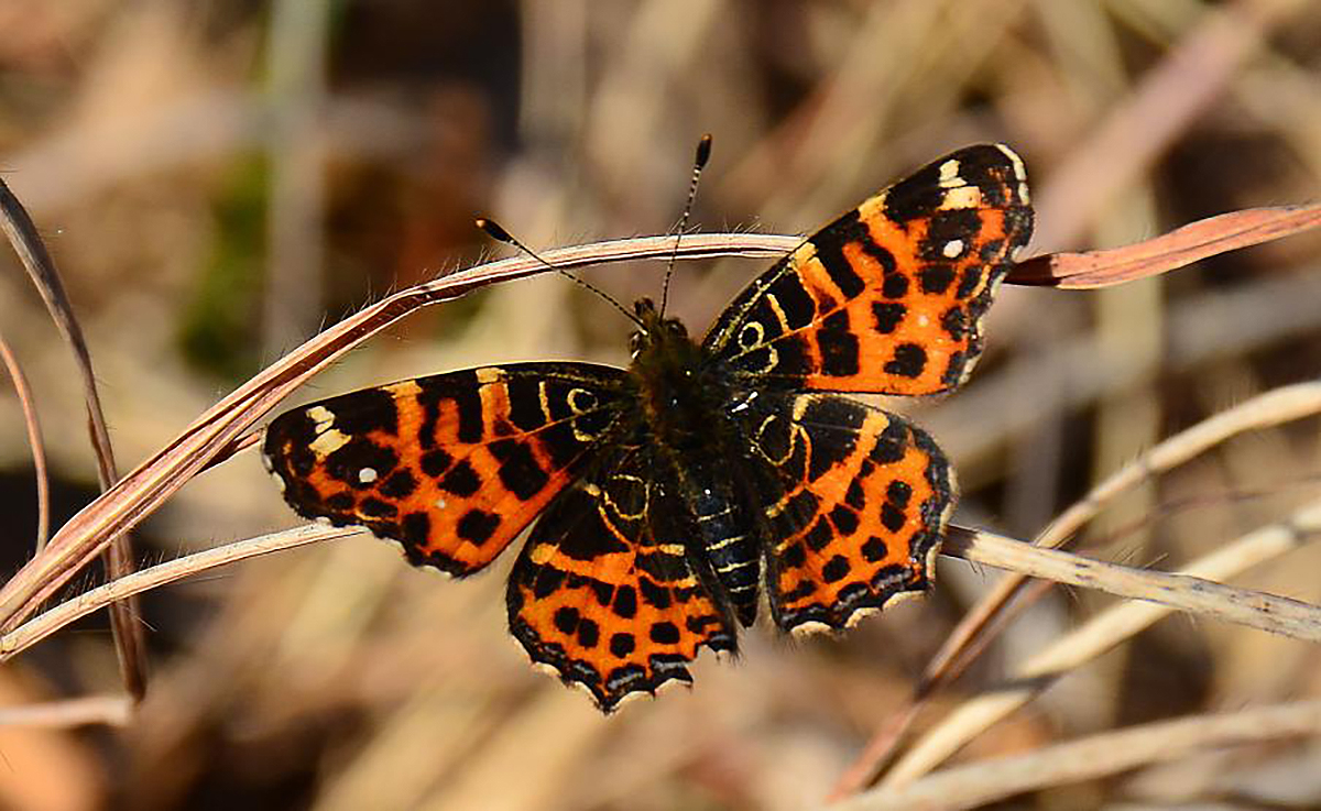 2025 év lepkéje: a pókhálós lepke – Greenfo