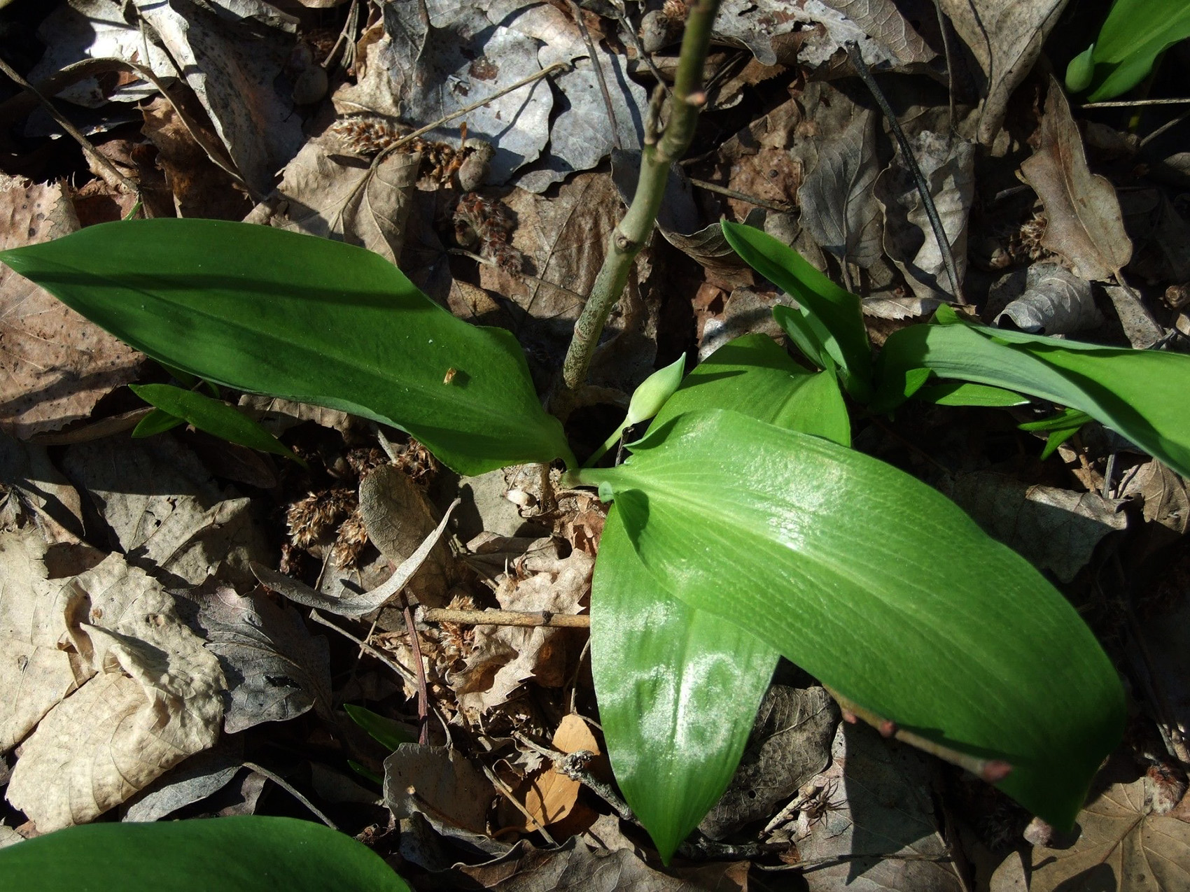 Amit mindenképpen érdemes tudni a medvehagyma gyűjtéséről – Greenfo