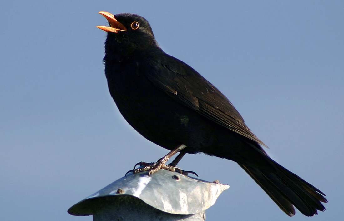 Miért jó, ha fekete rigó költözik a kertünkbe? – Greenfo