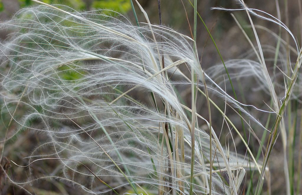 2026-ban az Év Vadvirága a homoki árvalányhaj – Greenfo