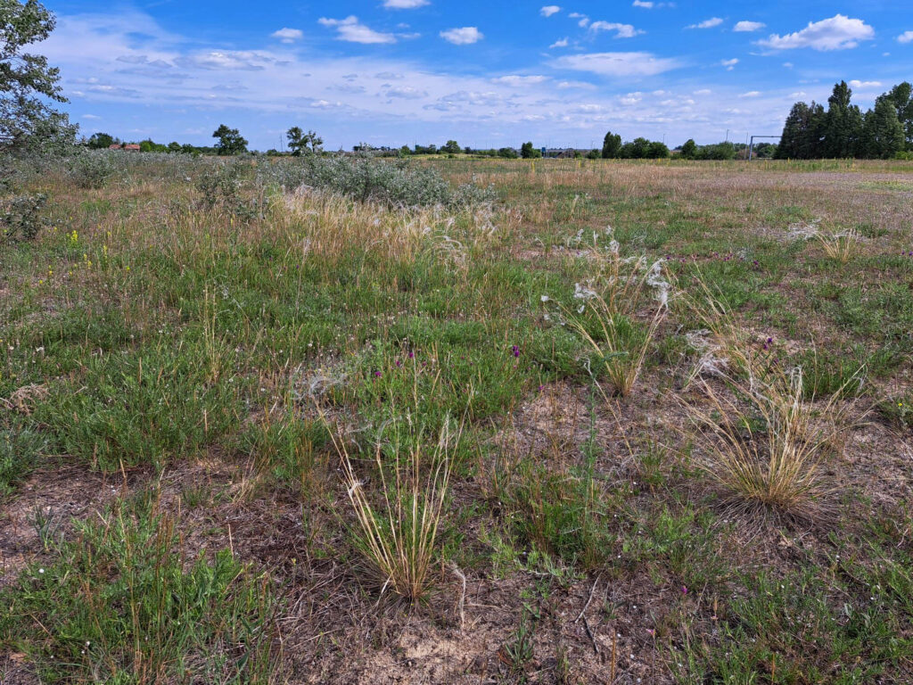 2026-ban az Év Vadvirága a homoki árvalányhaj – Greenfo