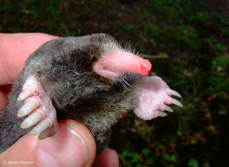 2023 emlőse a vakond – Greenfo