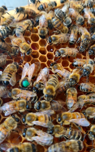 Königin kaufen, Wirtschafts oder Reinzucht - Der Bienen Onlineshop