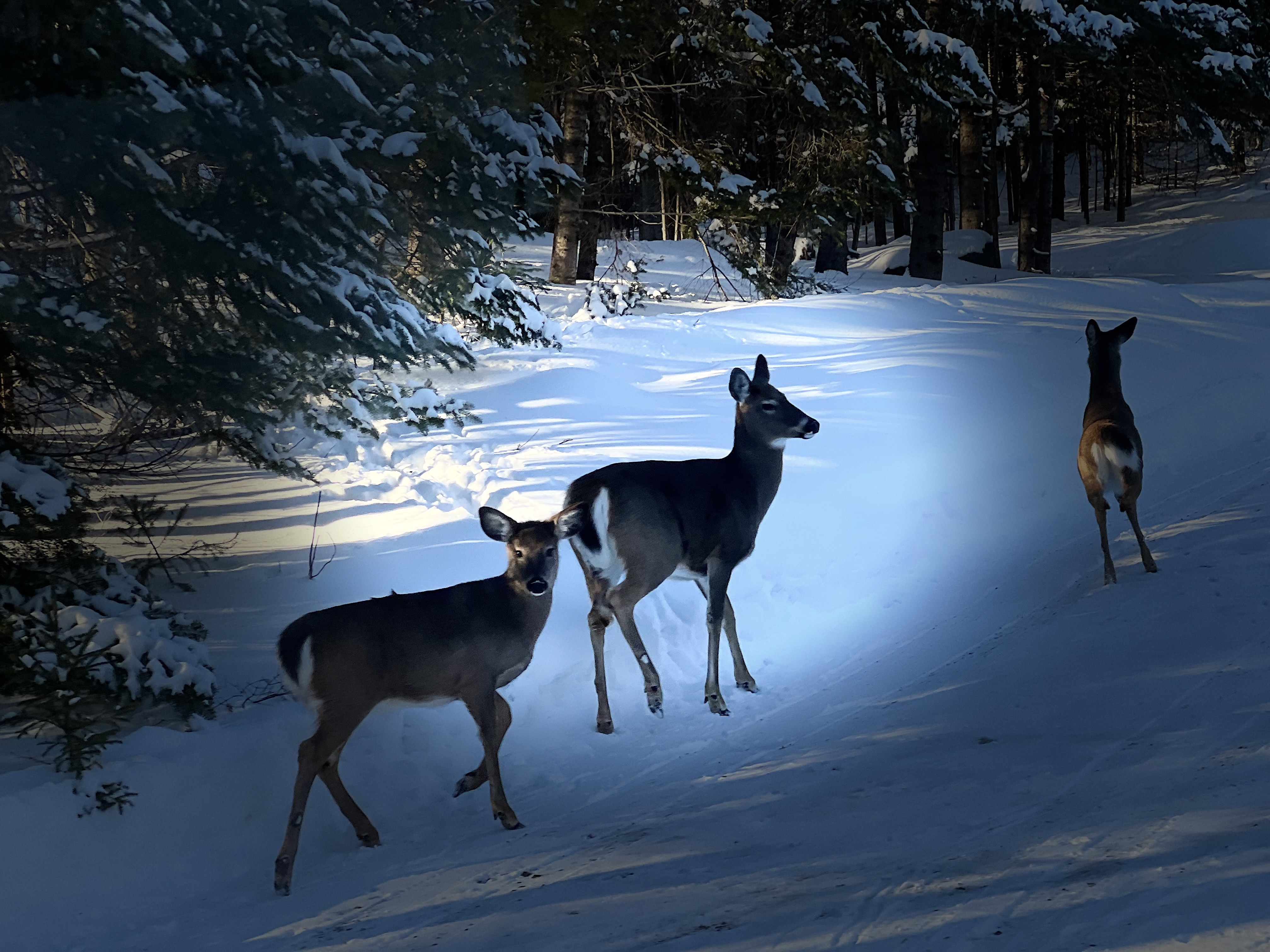 Beach Club Hotel St Emilie Energie Lake Mountain No6367 - Quebec