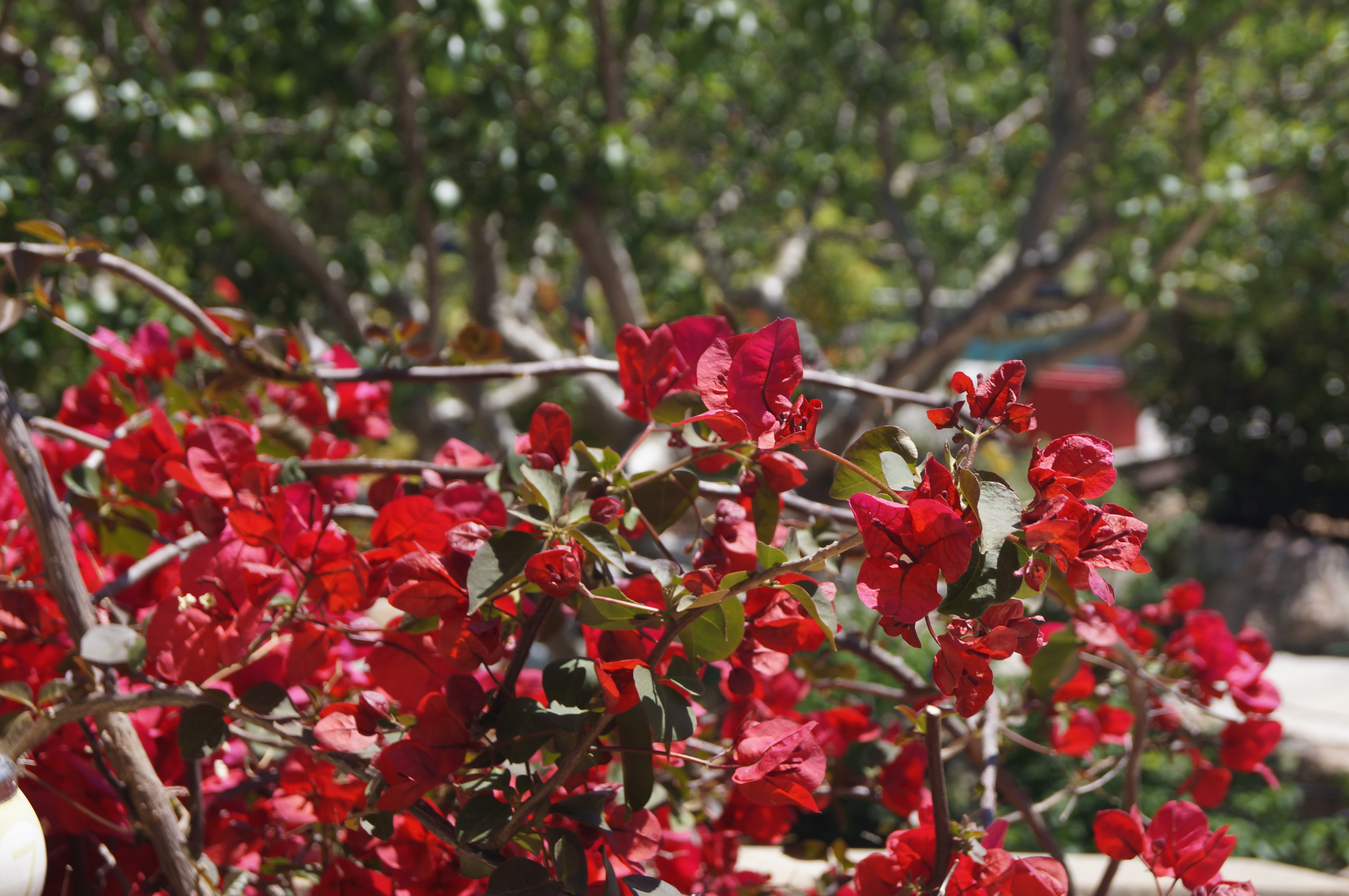Les Jardins De Santa Giulia - B&b Di Charme - Porto Vecchio