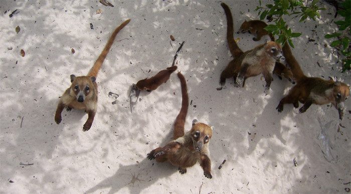 tulum-animals_4.jpg – Indcen Resor