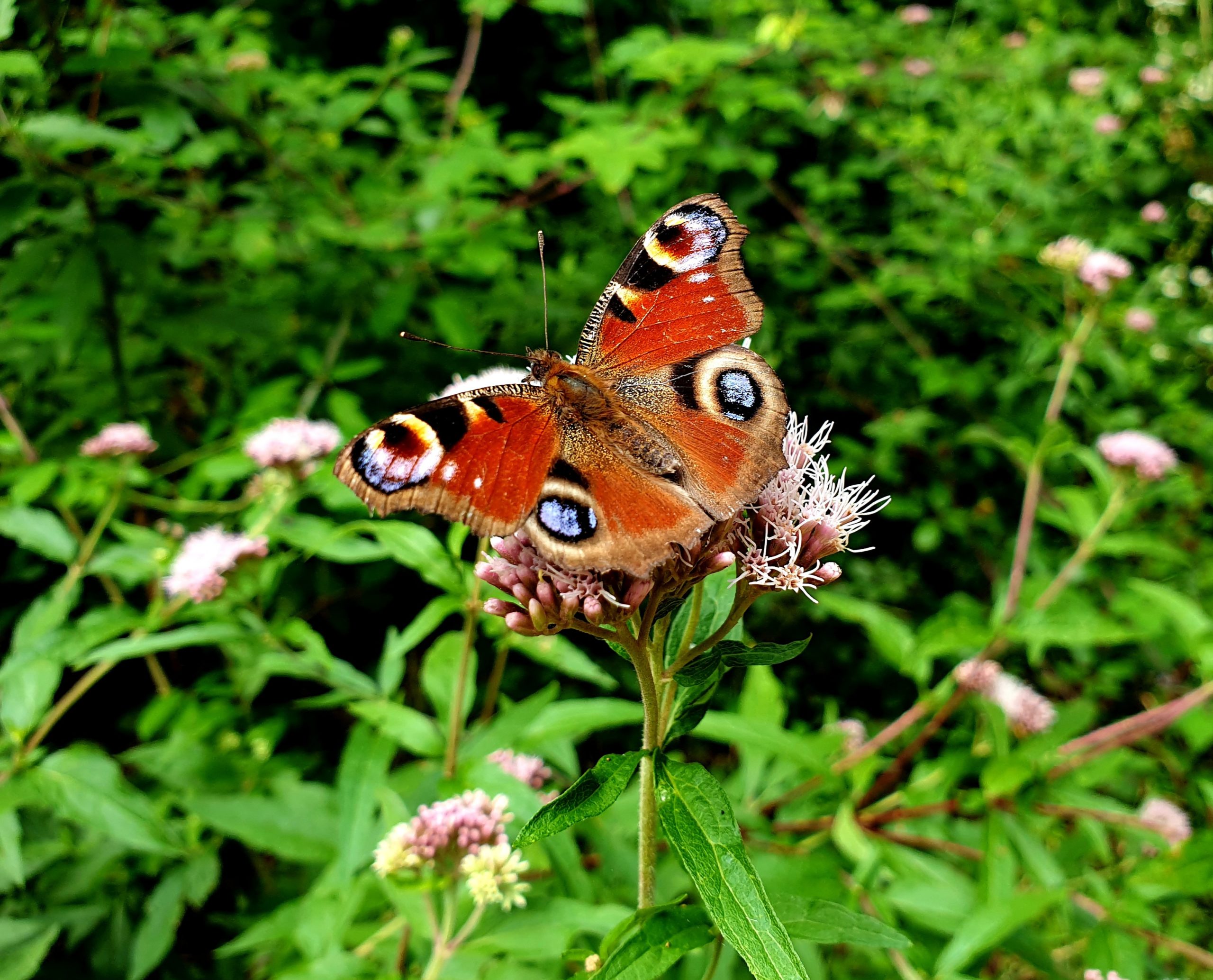 Montse Font immortalitza una papallona paó i guanya el 29è Concurs de ...