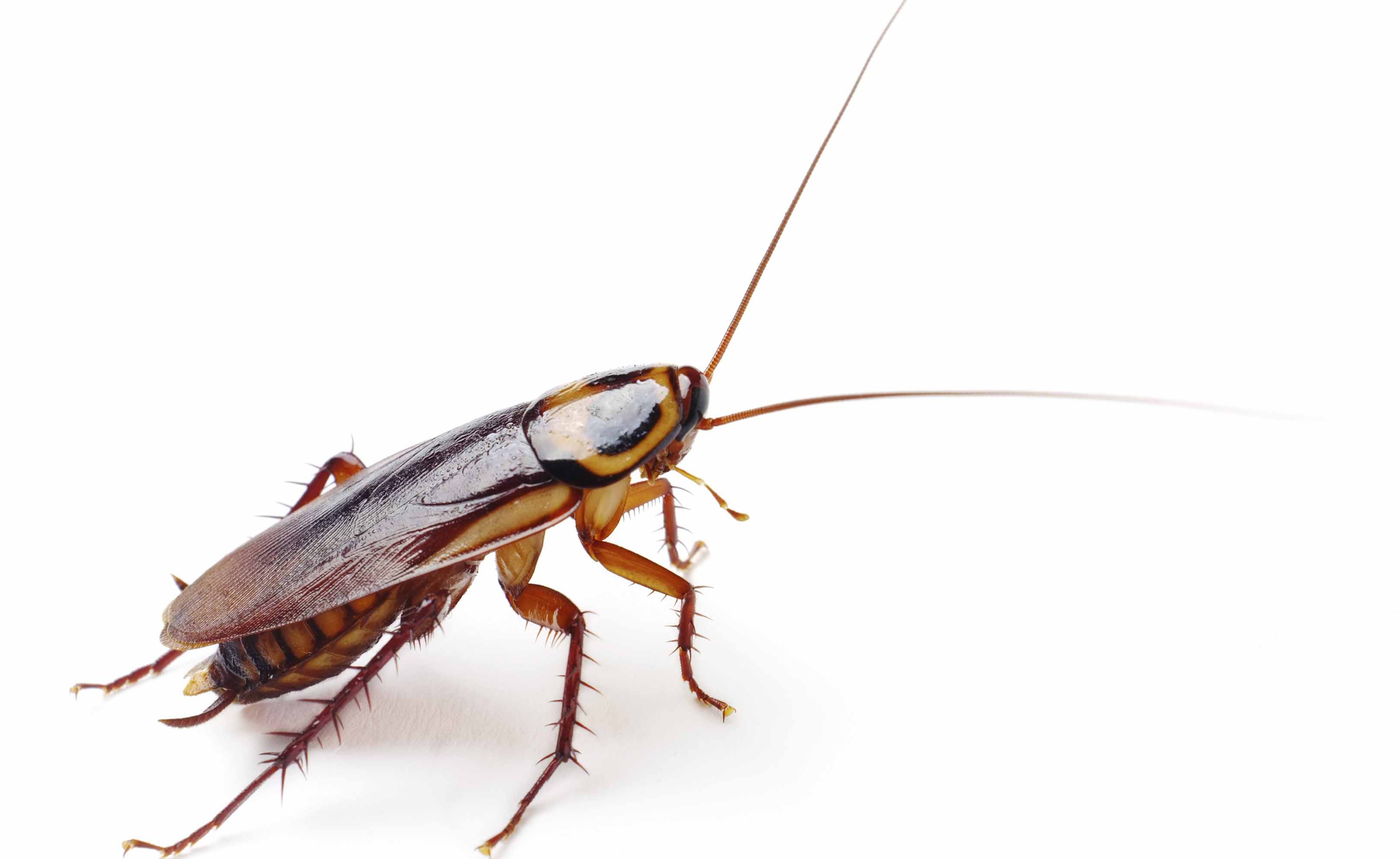 Come uno scarafaggio può salvarti la vita | Pazienti.it