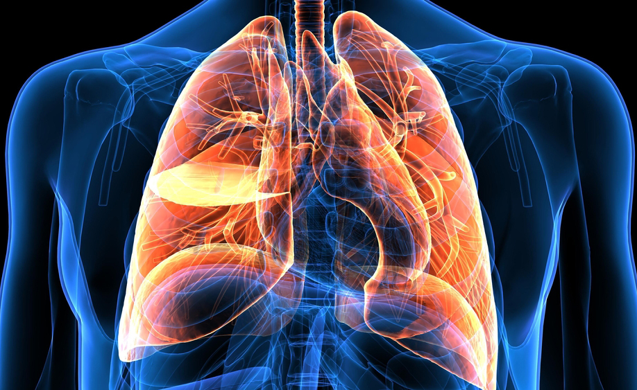 Scoperta una nuova funzione svolta dai polmoni: la produzione di sangue ...