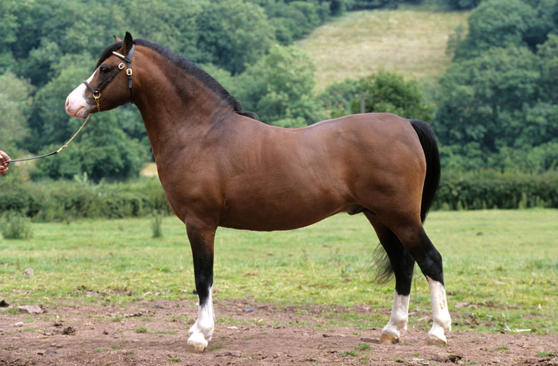 Welsh • Penny • Het paarden striptijdschrift voor de échte paardengek!