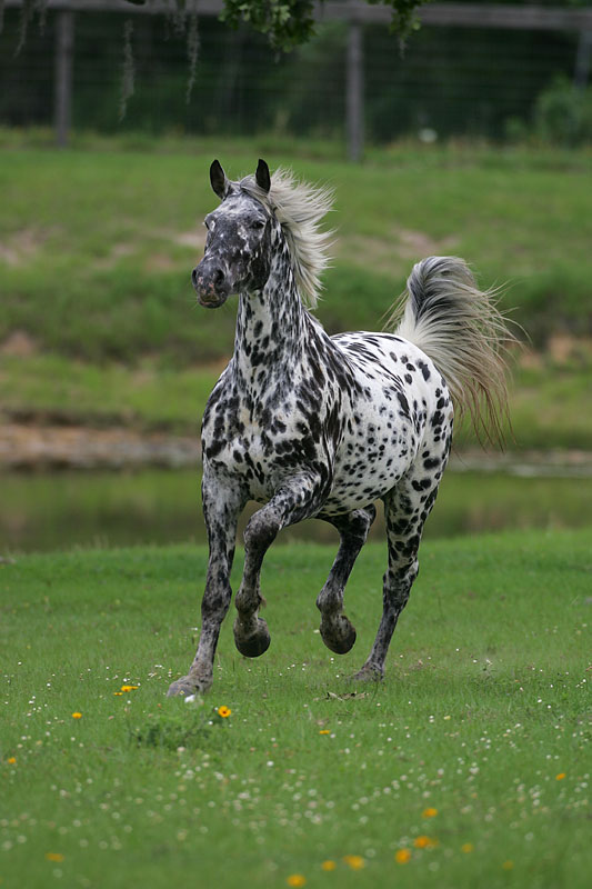 Knabstrupper • Penny • Het paarden striptijdschrift voor de échte ...