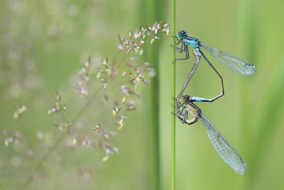 Een juffer paartje in het gras