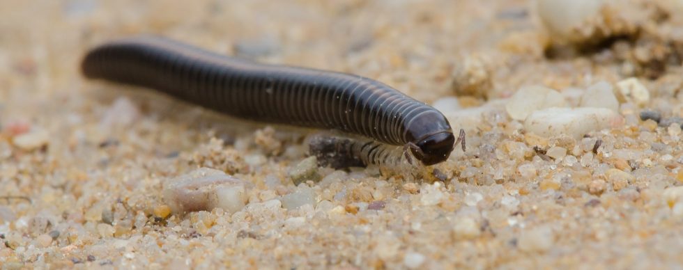 Wat een vraag: uit hoeveel takjes bestaat een eksternest?