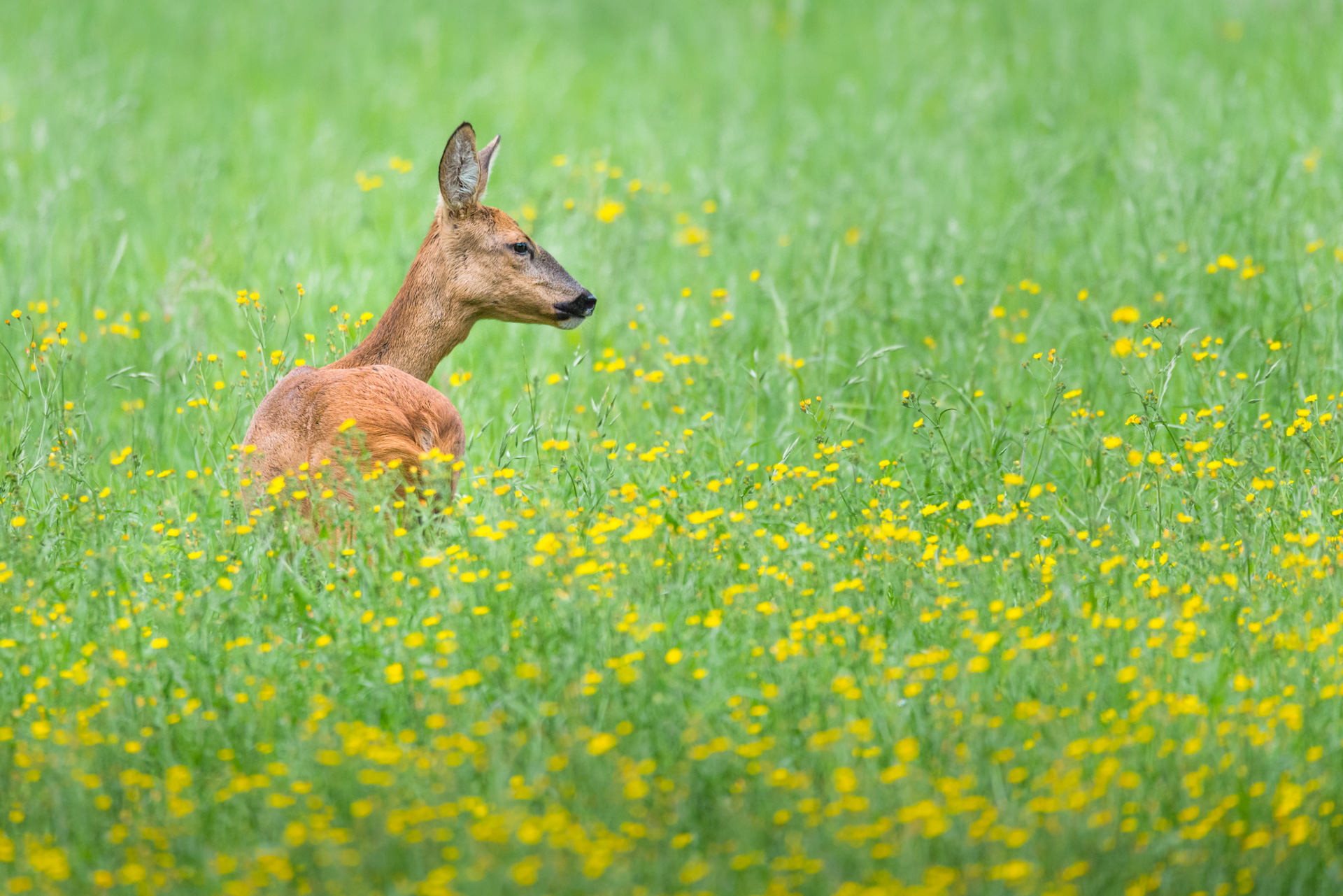 Reeën fotograferen, zo lukt het! - rootsmagazine.nl