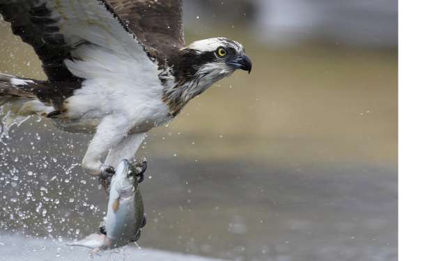 September is de maand van de visarend