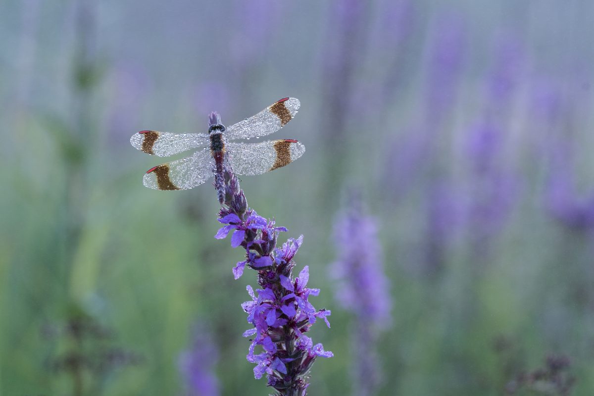 De libel in 7 wonderlijke weetjes | Roots magazine