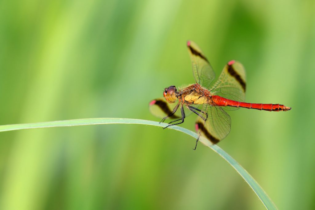 De libel in 7 wonderlijke weetjes | Roots magazine