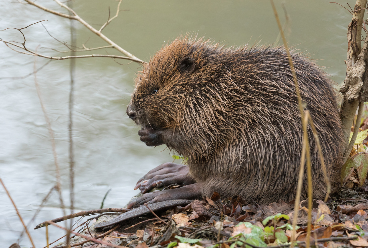 Opmars bever zet door: nu ook bever in de Berkel (Achterhoek)