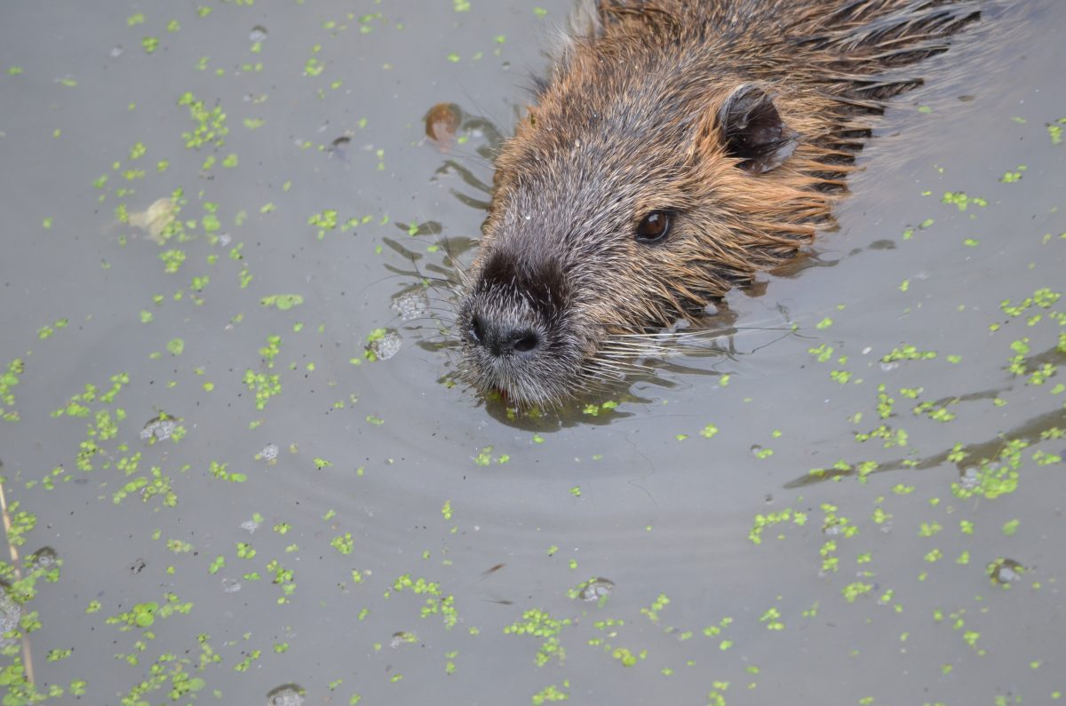 Hierom voelt de bever zich thuis in Nederland - en meer beverweetjes